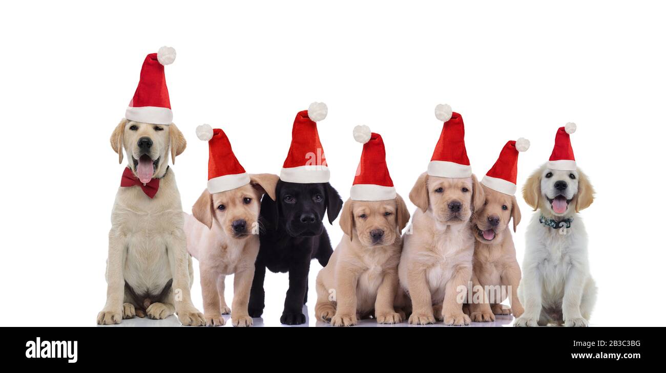 group of cute labrador retriever puppies wearing santa claus hats for ...