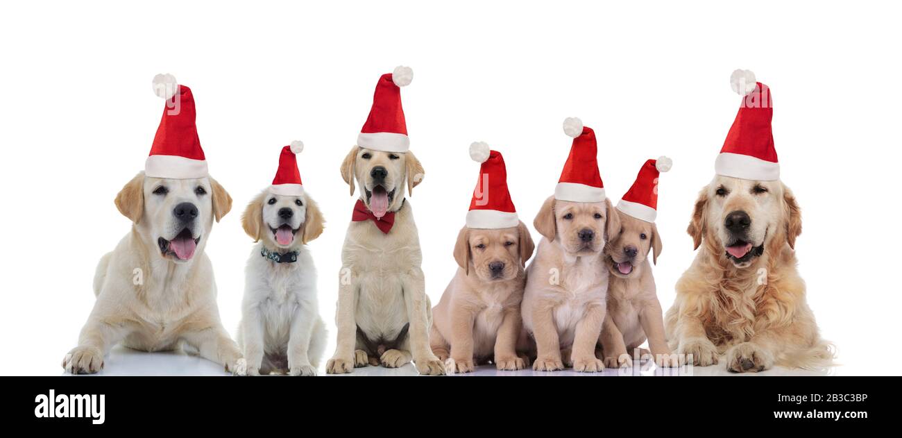 cute labrador retriever and golden retriever family wearing santa claus ...
