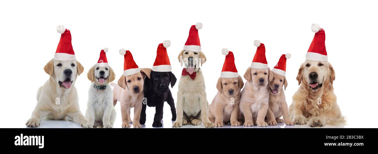 big Labrador and Golden retriever family celebrating christmas together ...