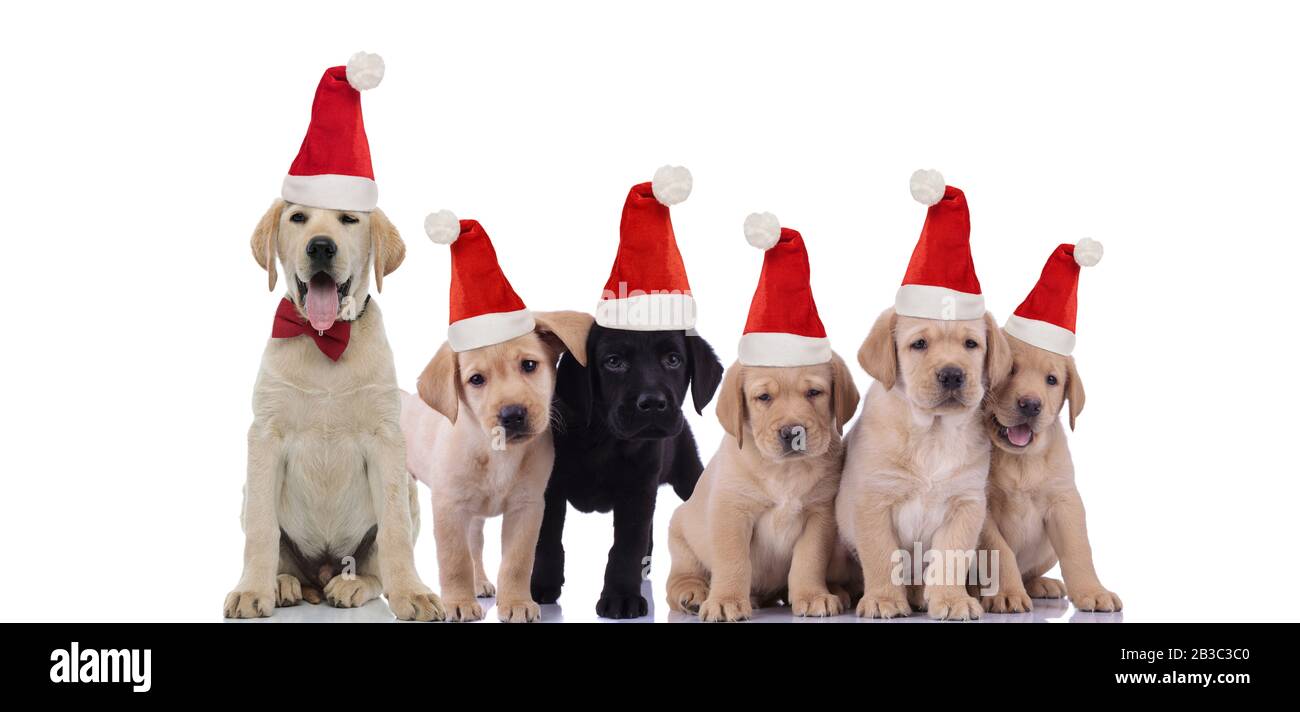 adorable labrador retriever puppies wearing santa claus hats to ...
