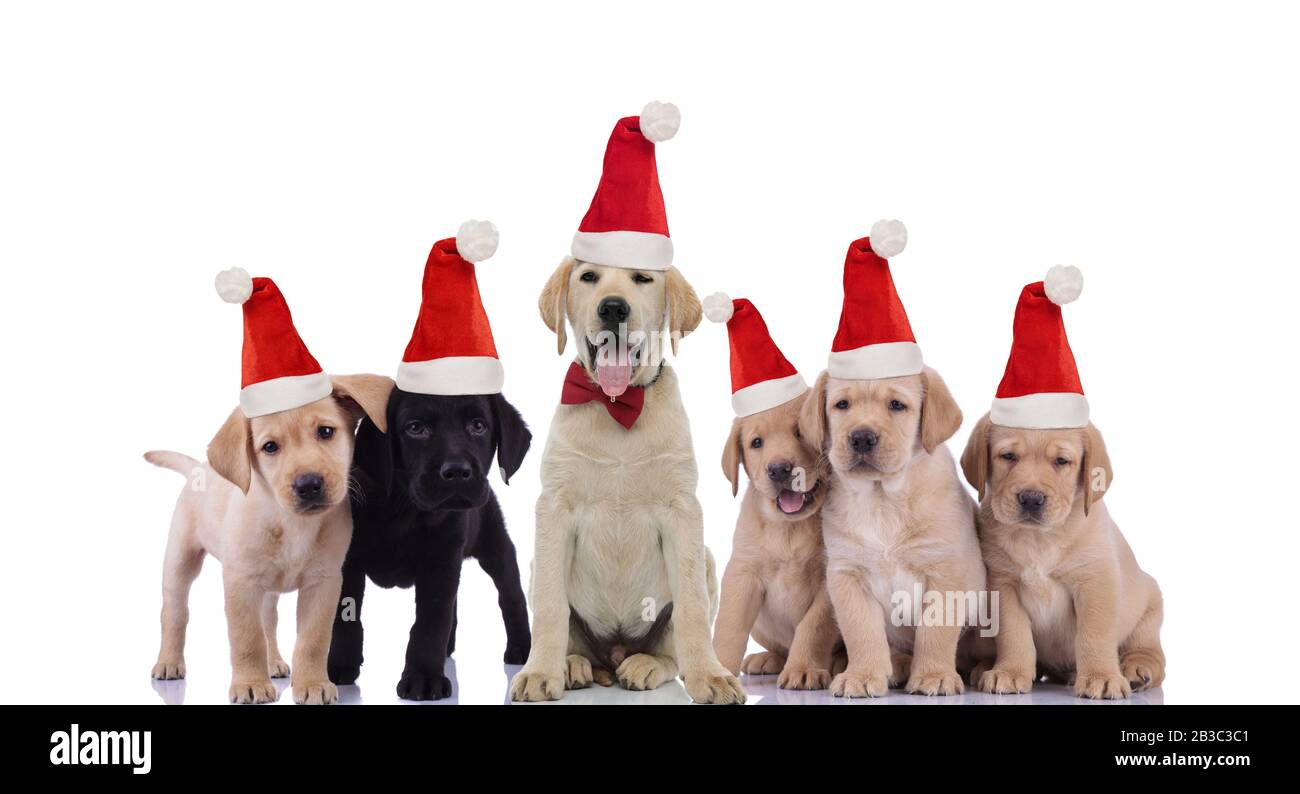 group of adorable labrador retriever puppies eager to celebrate ...