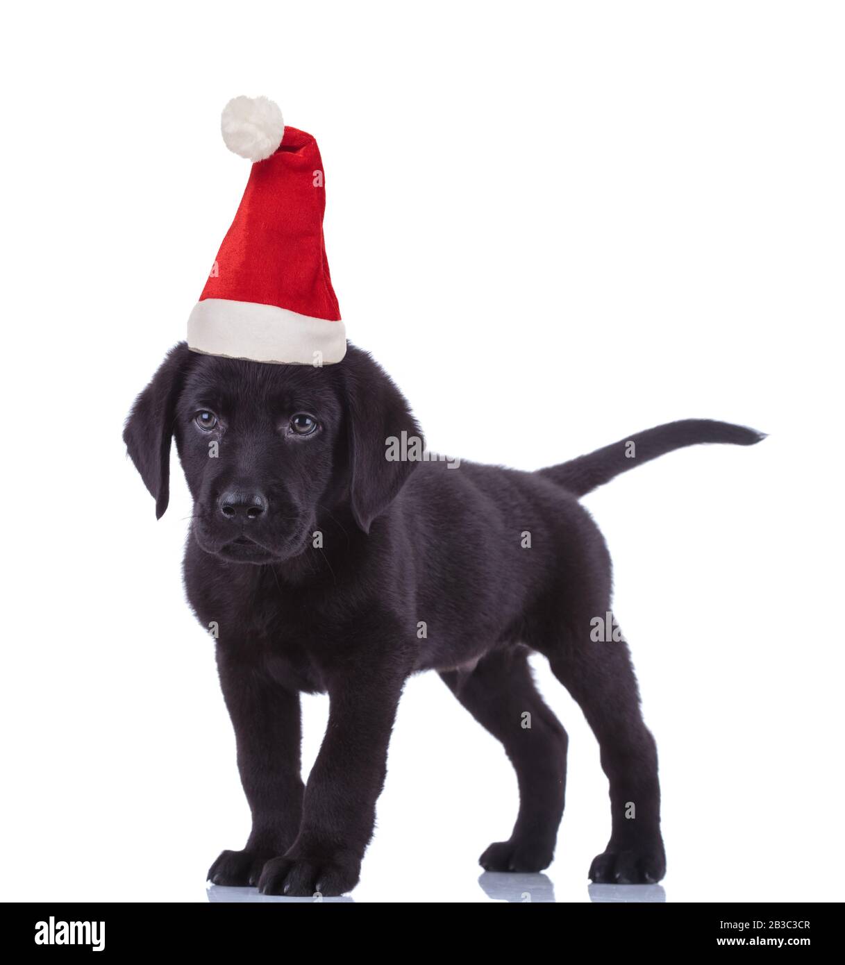 Black lab wearing hat Cut Out Stock Images & Pictures - Alamy