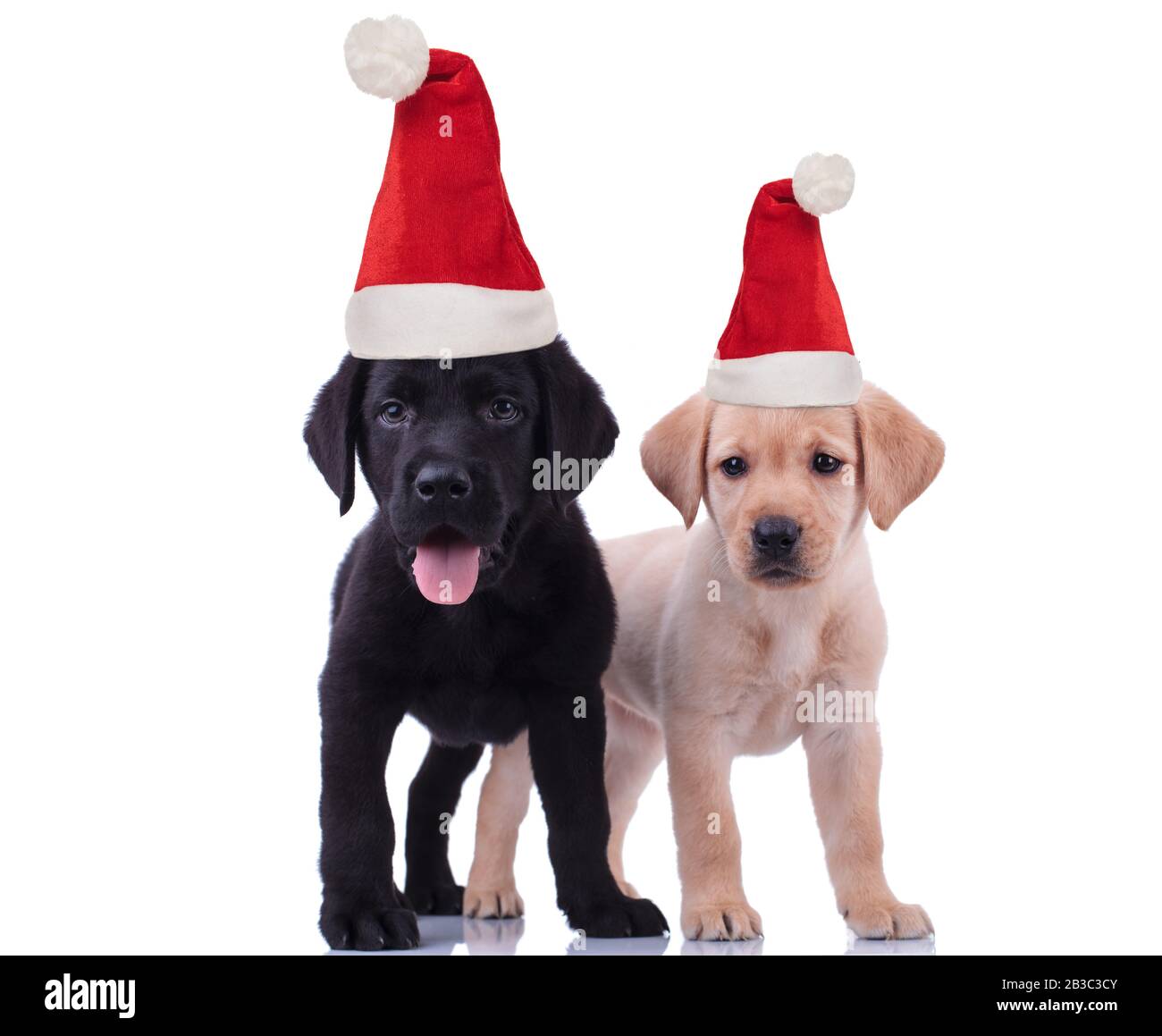 labrador retriever brothers are celebrating christmas on white ...