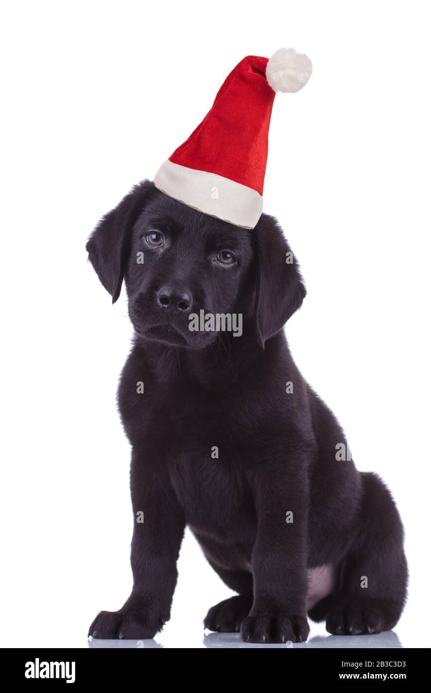 Christmas Black Lab Puppies