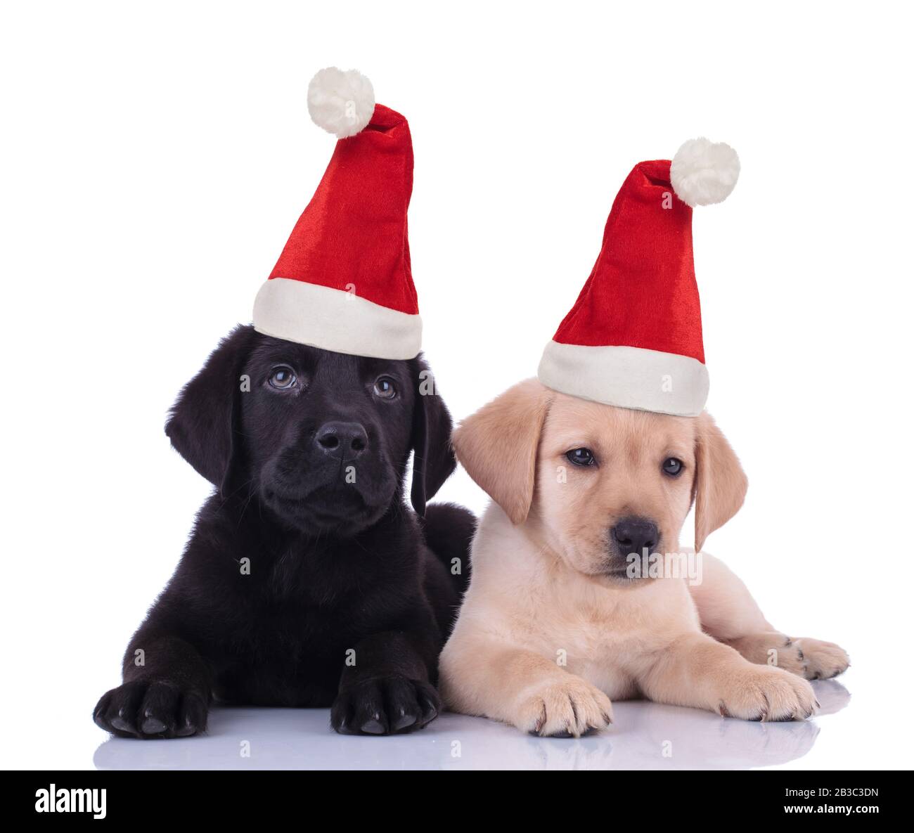 santa claus labrador retriever puppies lying down side by side on white ...