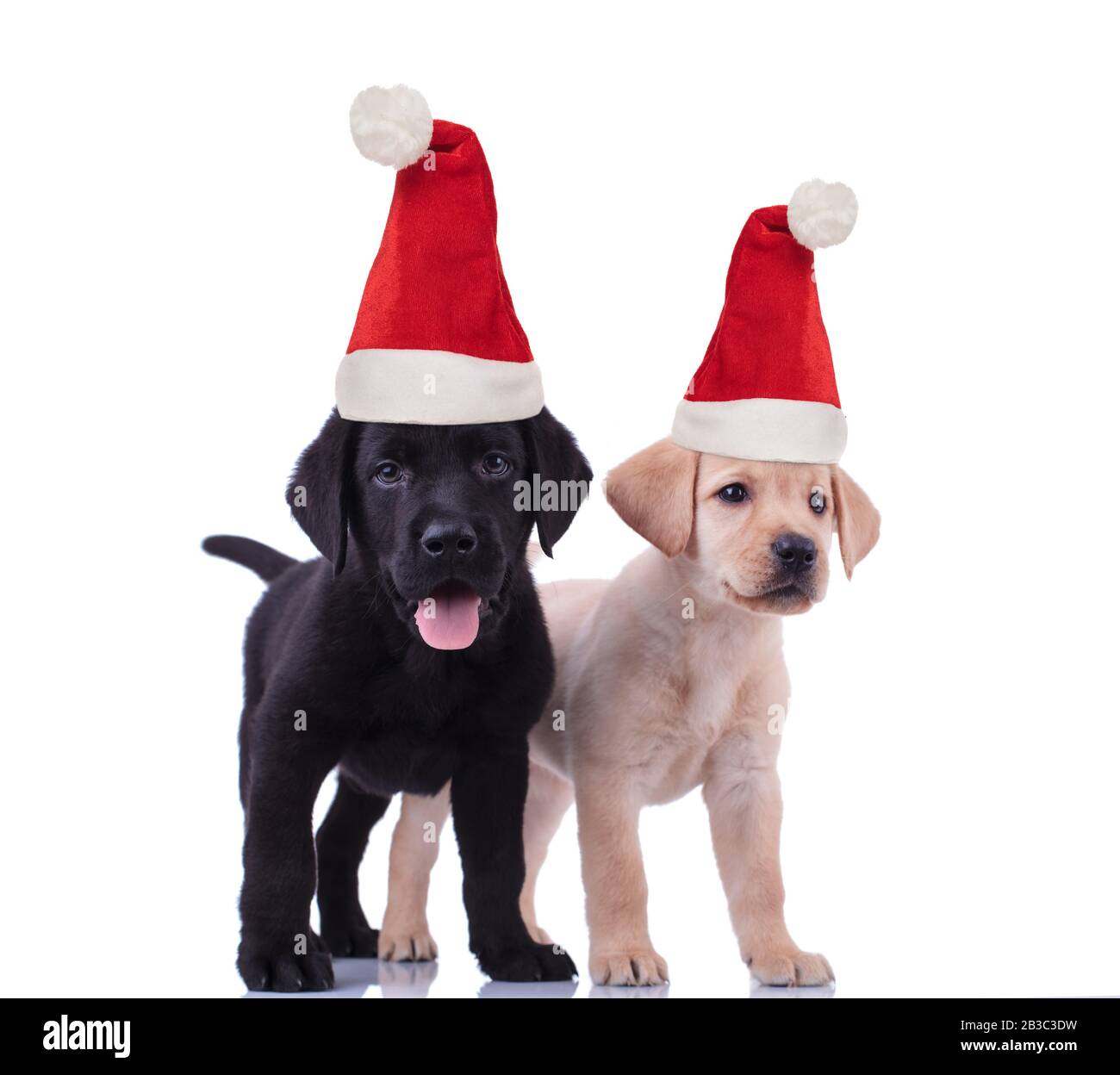 cute black and yellow labrador retriever puppies wearing santa claus ...