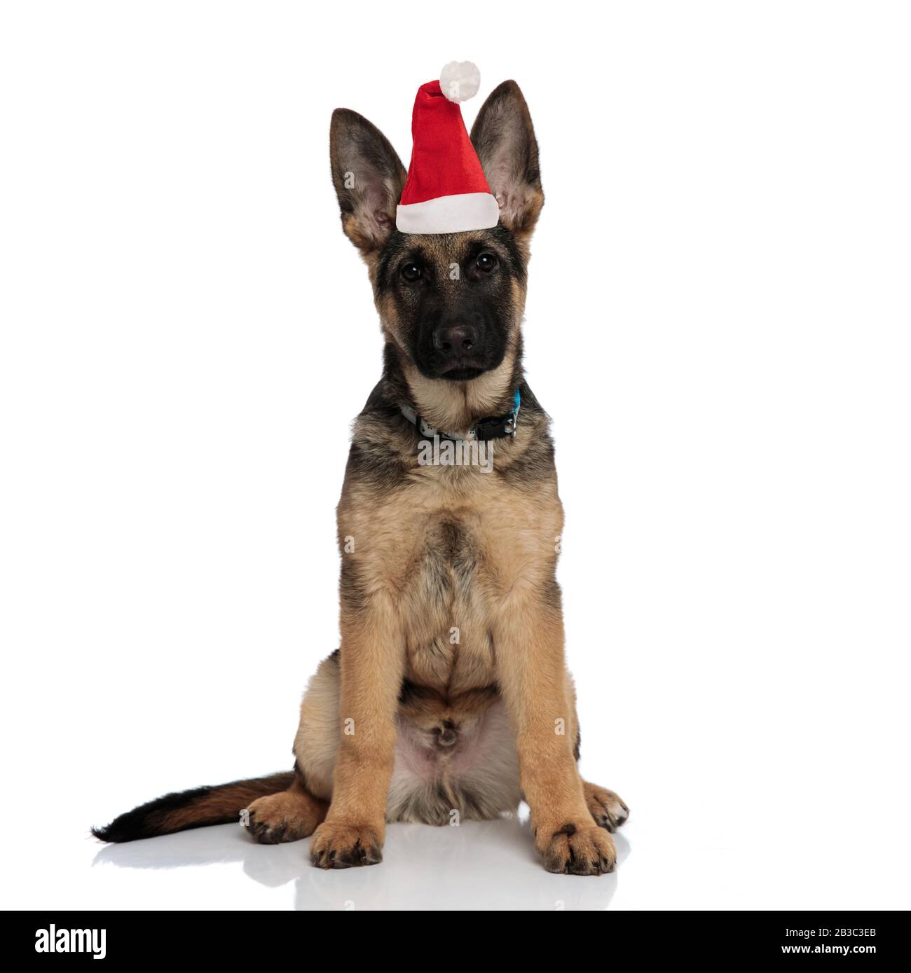cute german shepherd wearing santa hat sitting on white background ...