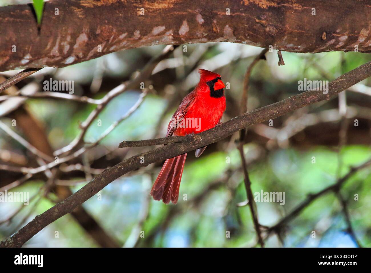 Brilliant red feathers hi-res stock photography and images - Alamy