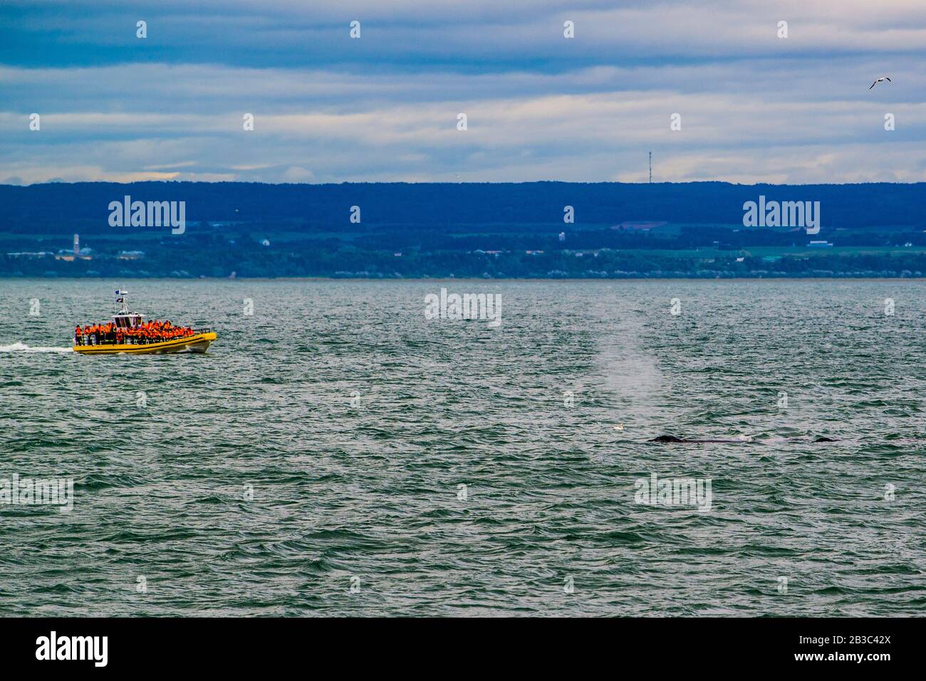 The whale in the Saguenay River with the Zodiac Boat Stock Photo - Alamy