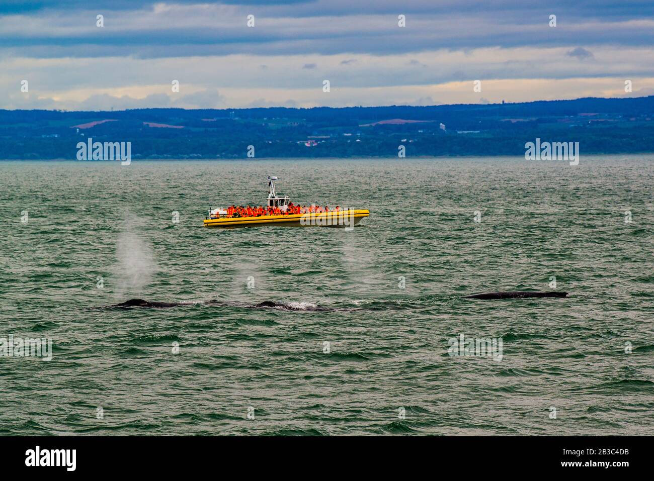 Canada atlantic zodiac hi-res stock photography and images - Alamy
