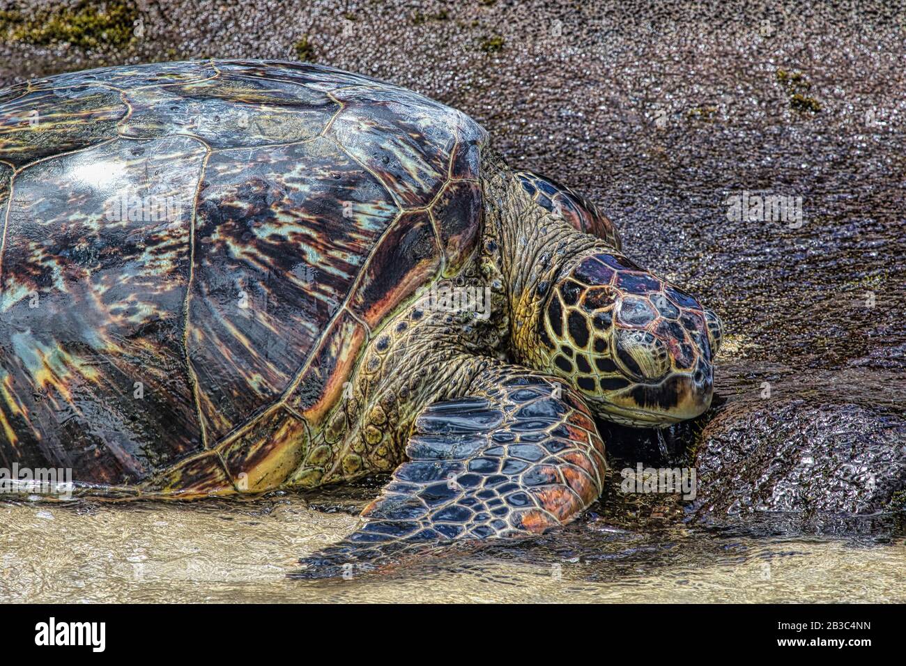 Colorful green sea turtle basking in the sun on a beach on Maui Stock ...