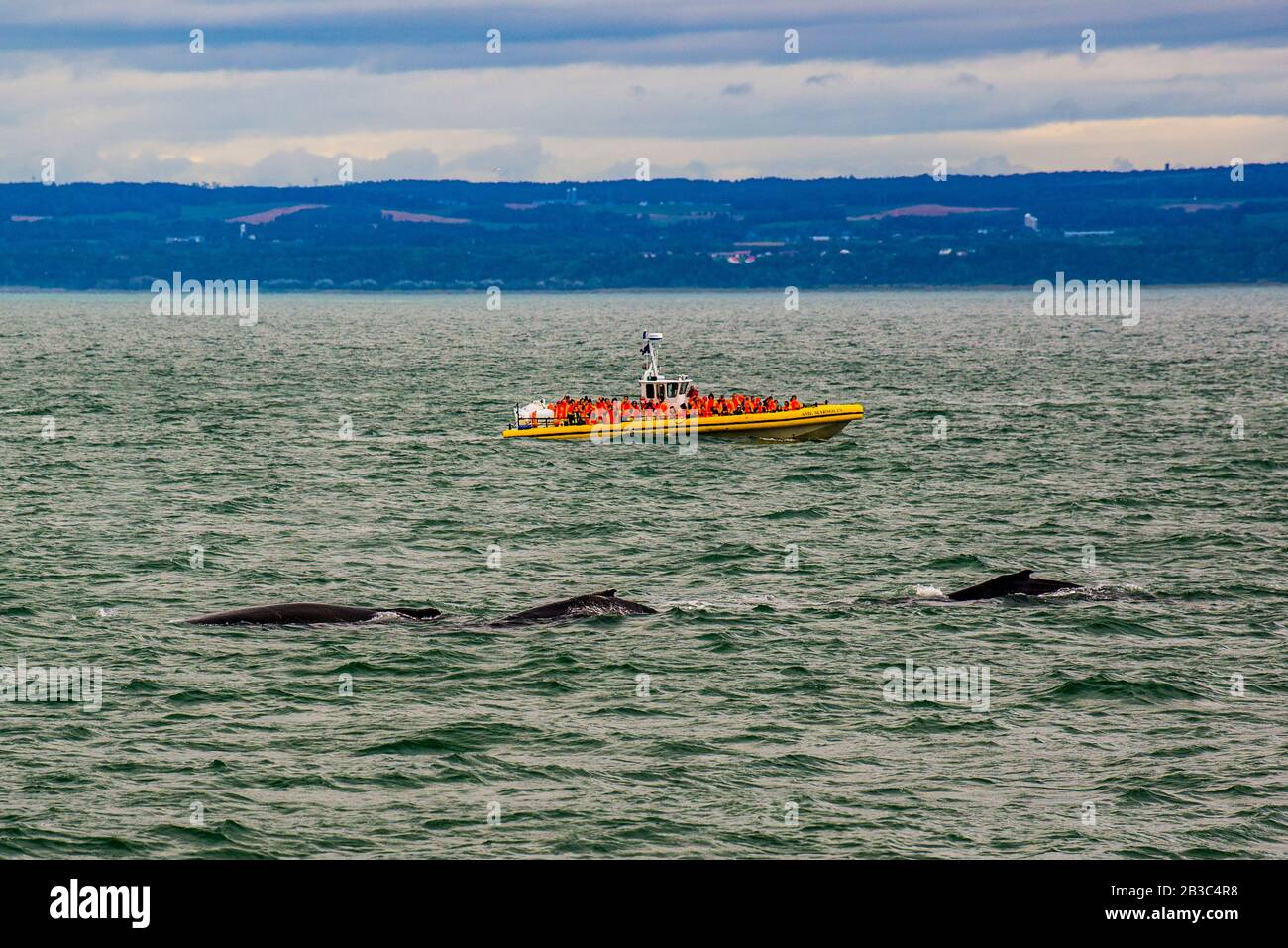 Whale blubber canada hi-res stock photography and images - Alamy