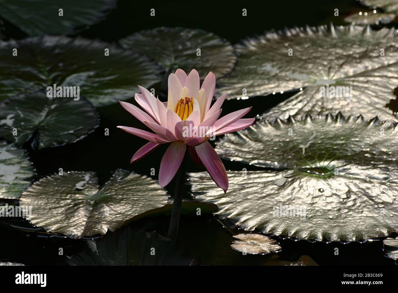 Nymphaea tetragona leaf hi-res stock photography and images - Alamy