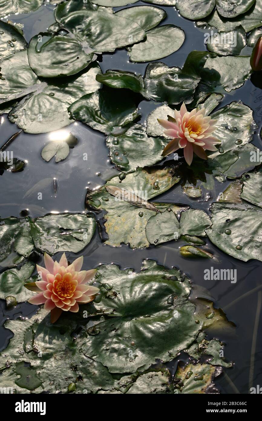 Nymphaea tetragona leaf hi-res stock photography and images - Alamy