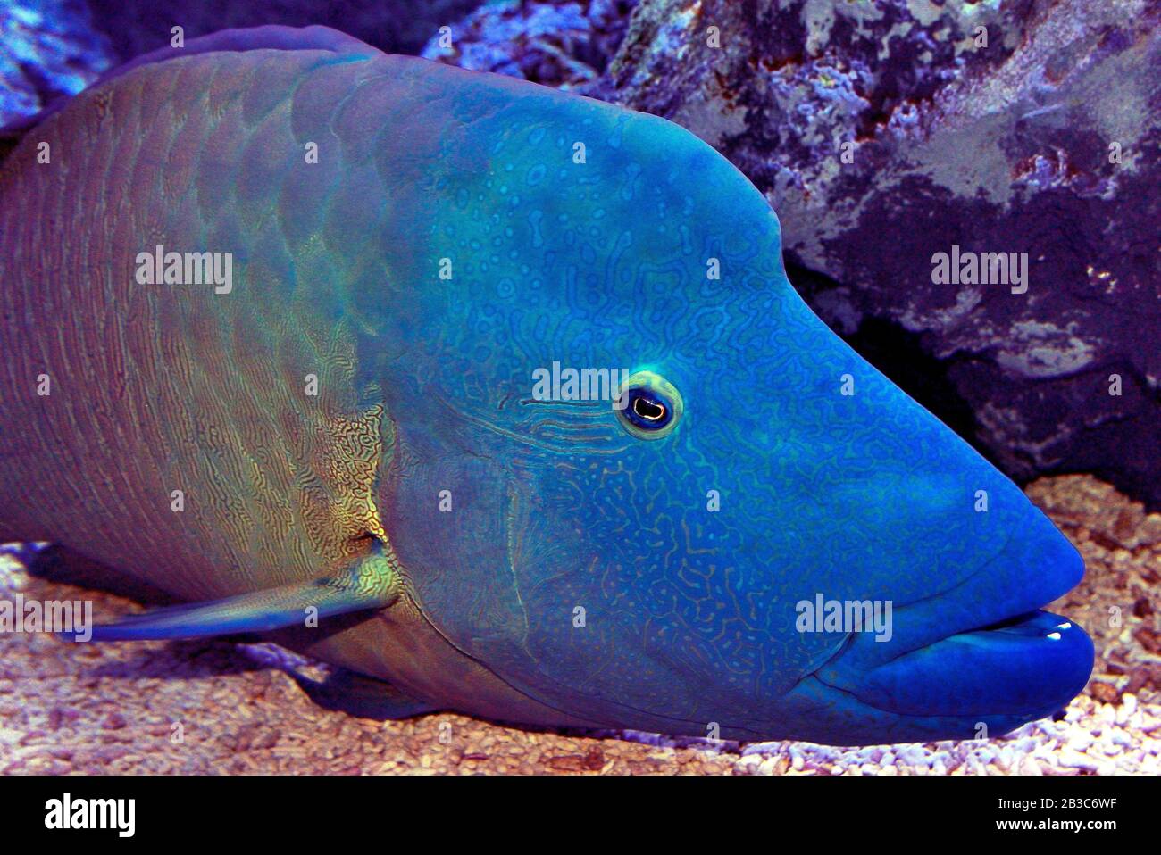 Maori Wrasse High Resolution Stock Photography and Images - Alamy