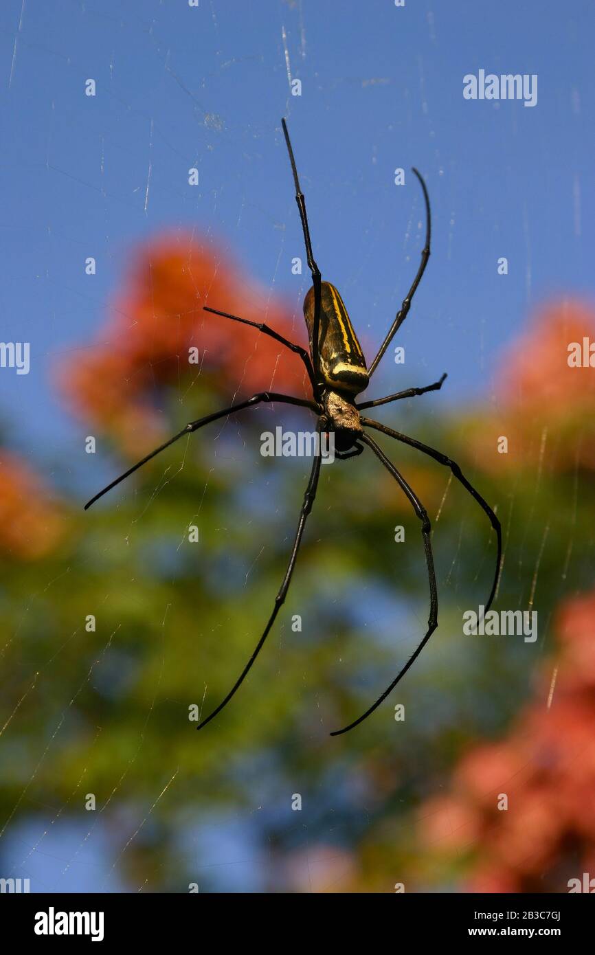 Close up shot of the Nephila spider and it's web at Hualien, Taiwan ...