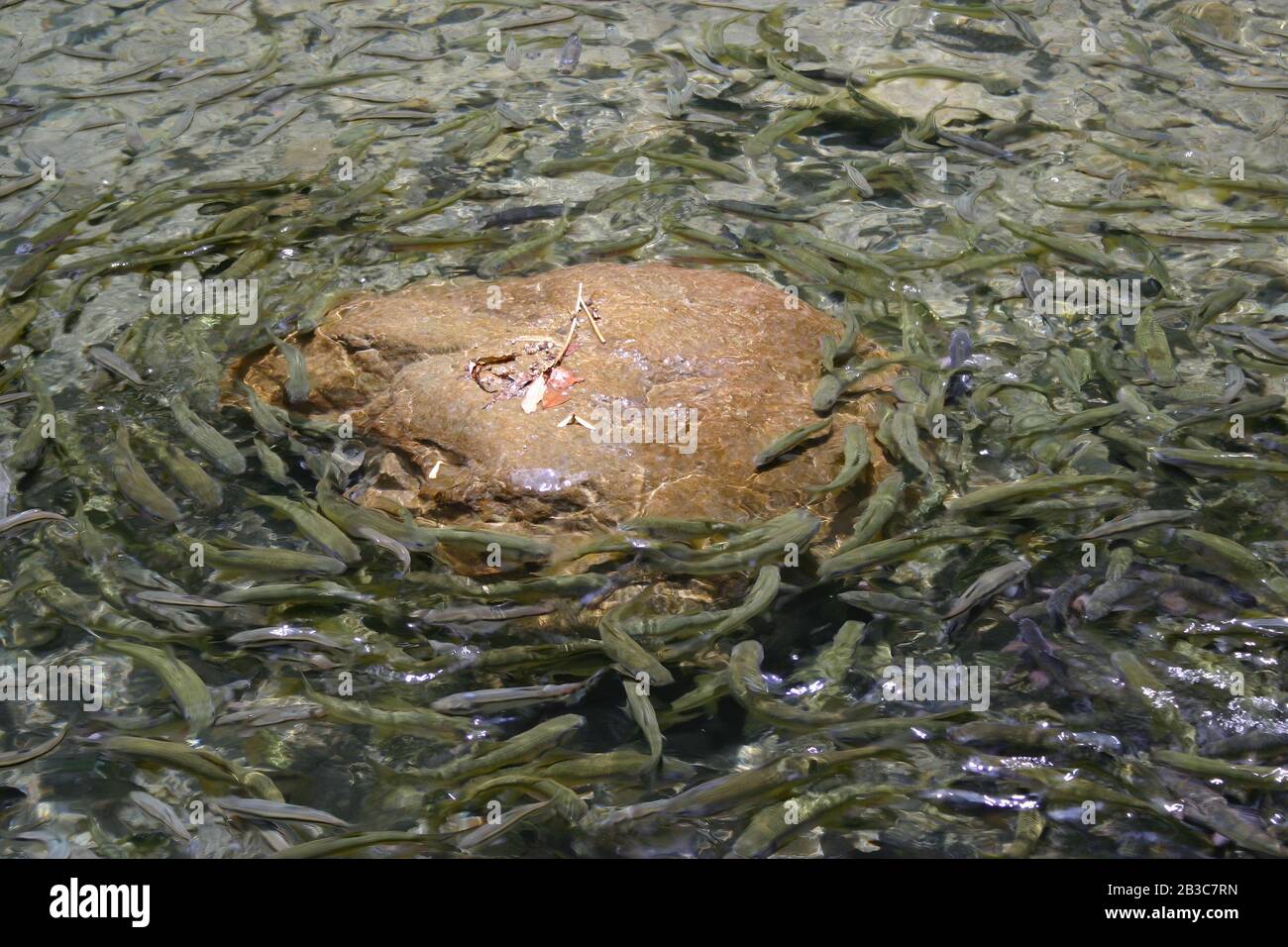 Many fish swimming in the pond of Danaiku Nature Ecological Park at ...