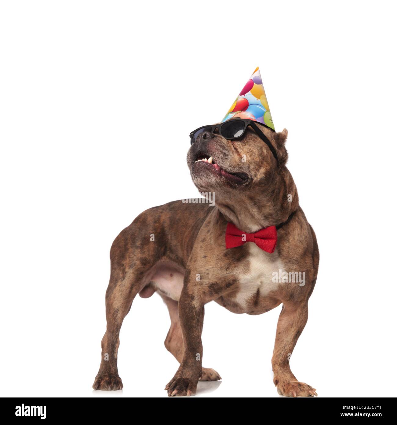 cute american bully wearing birthday hat, sunglasses and red bowtie ...