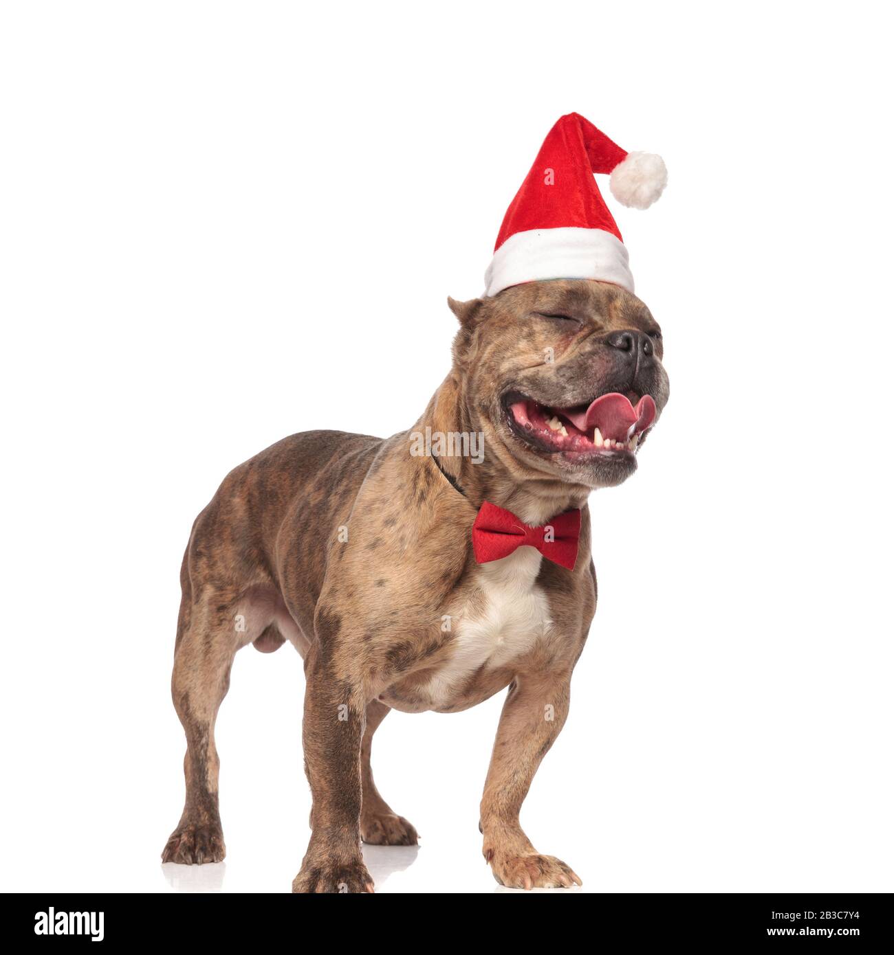 smiling american bully wearing christmas hat and red bowtie, panting ...