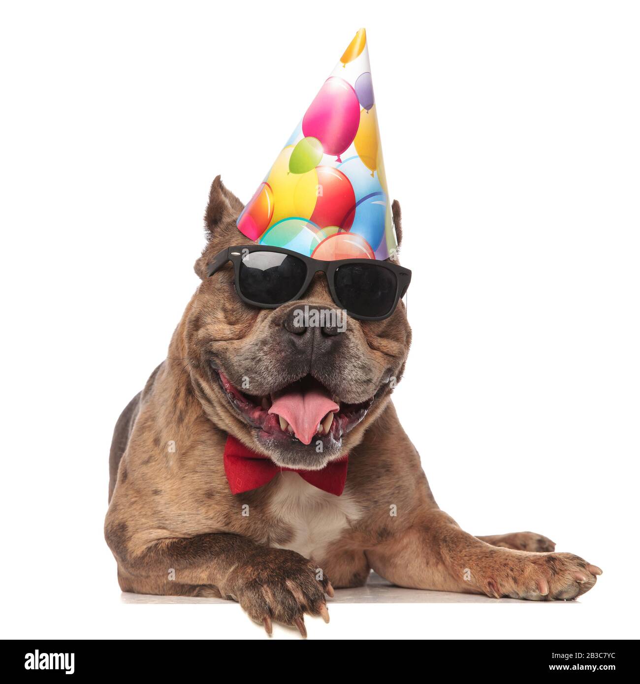 smiling american bully wearing birthday hat, bowtie and sunglasses ...