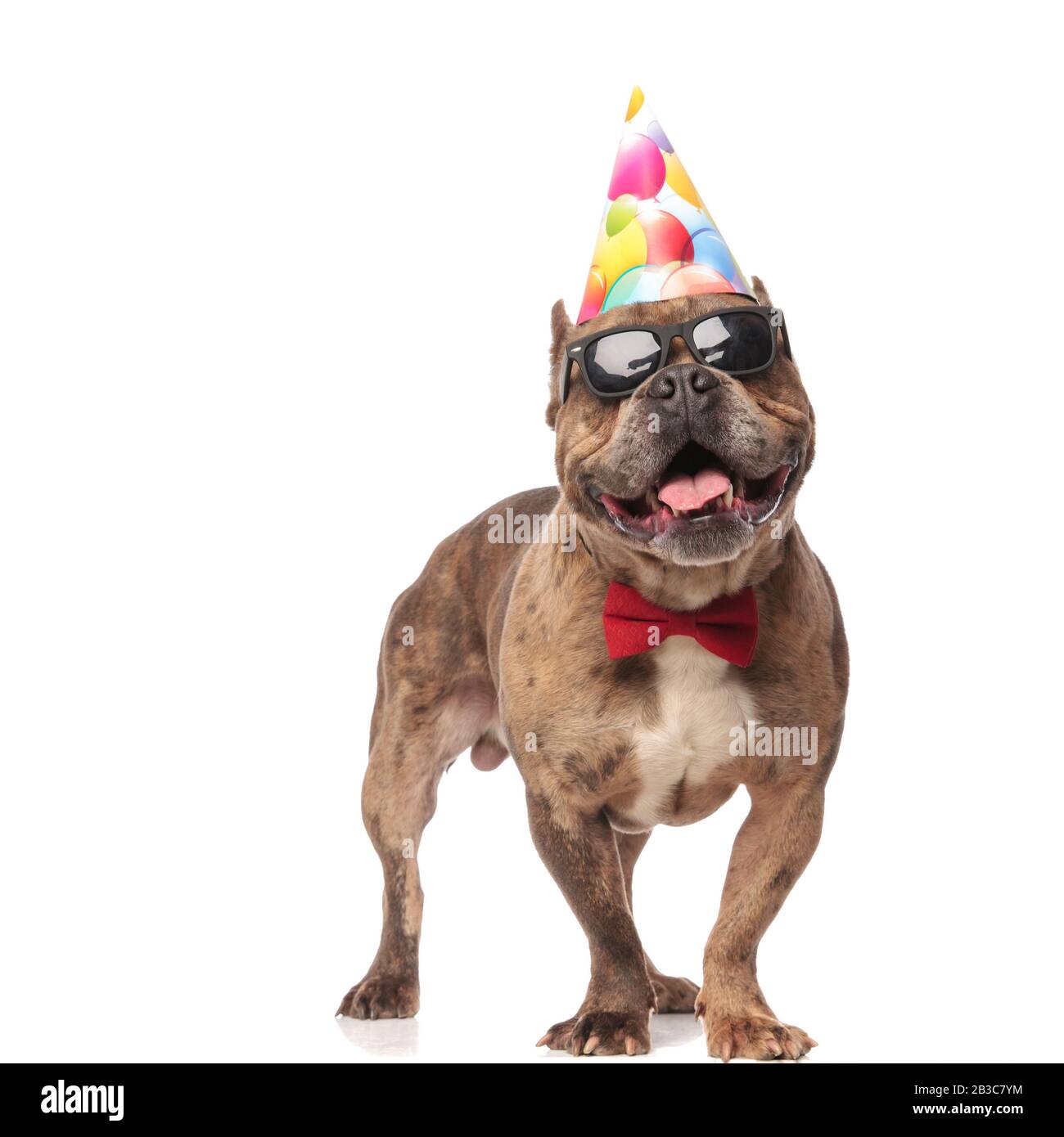 happy american bully wearing birthday hat,bowtie and sunglasses ...