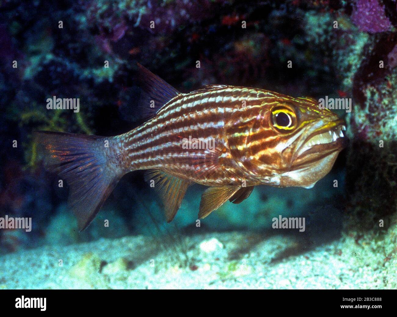 Indian Cheilodipterus High Resolution Stock Photography and Images - Alamy