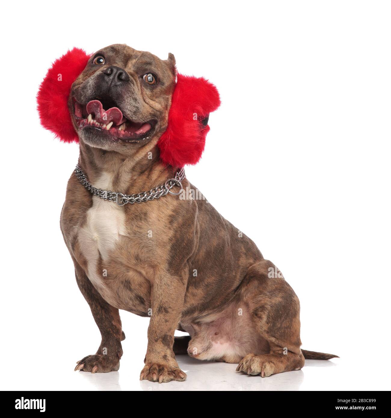 cute american bully wearing red earmuffs and silver collar, panting and ...