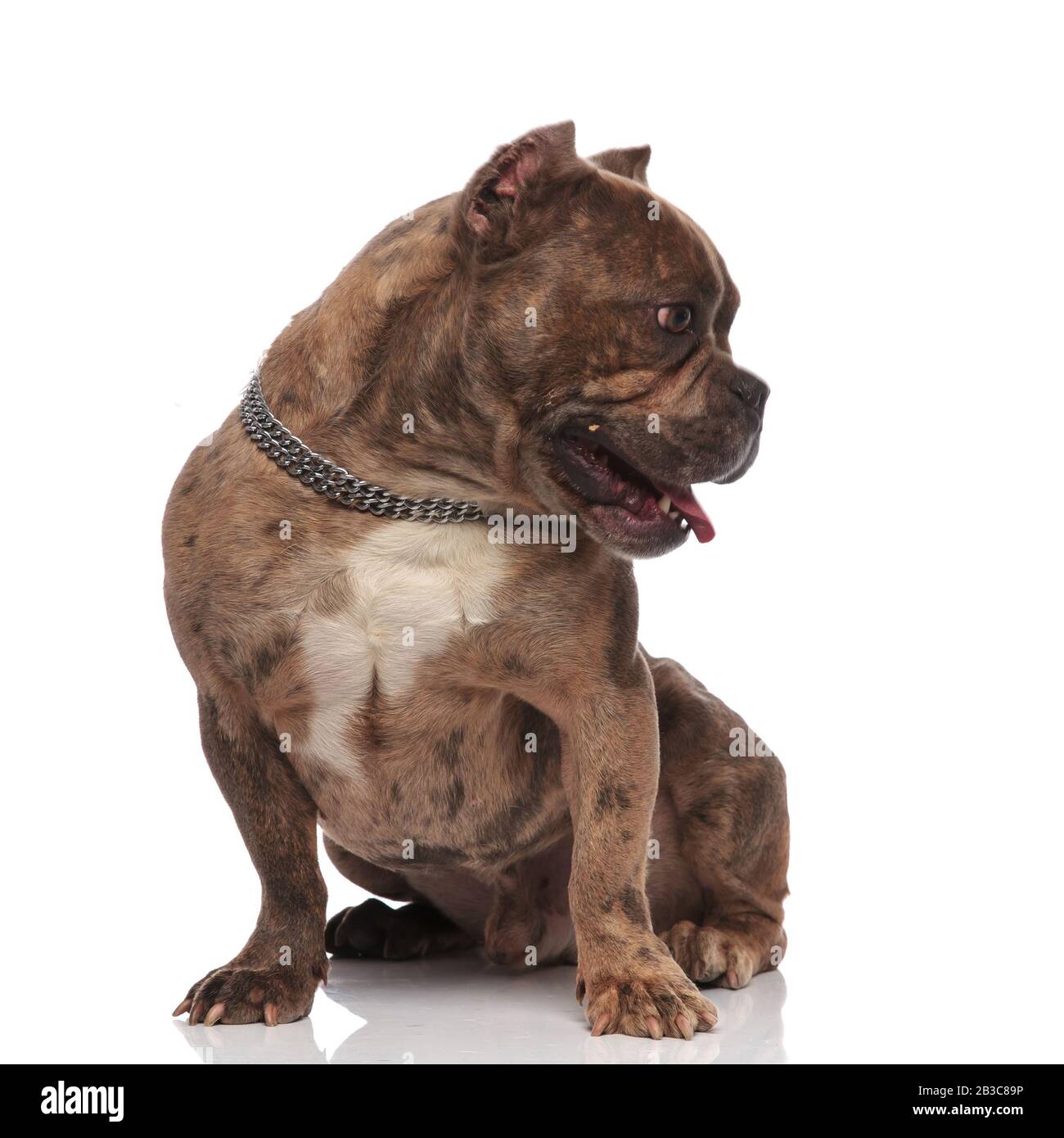 cute american bully wearing silver coat, panting and sticking out ...