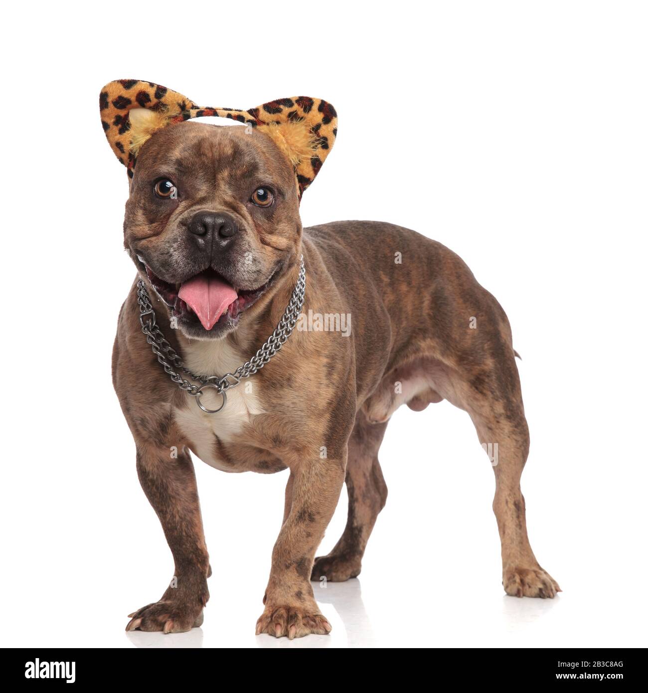cute american bully wearing leopard ears and silver collar, panting and ...