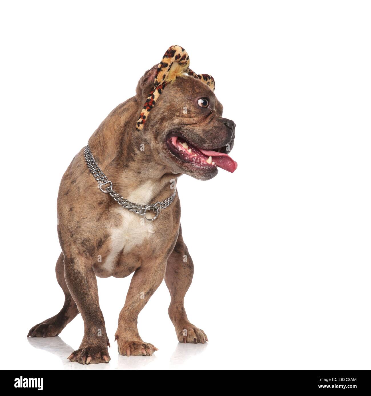 cute american bully wearing animal print ears and silver collar ...