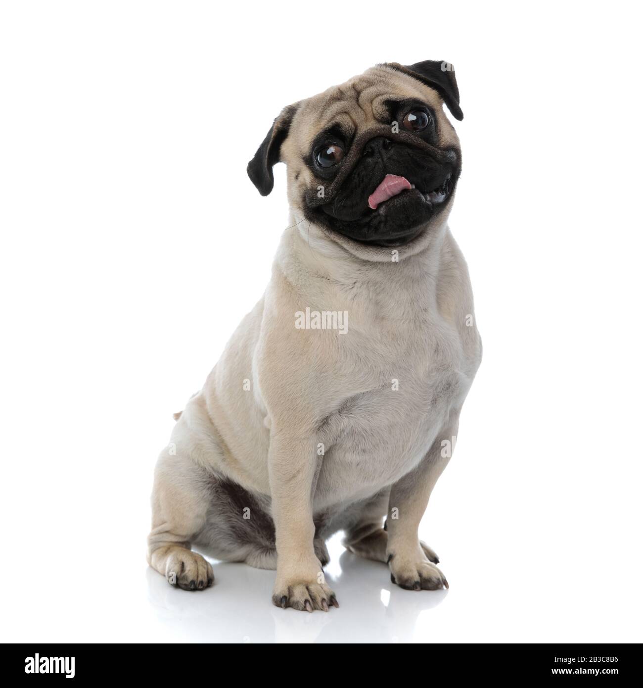 Pug smiling hi-res stock photography and images - Alamy