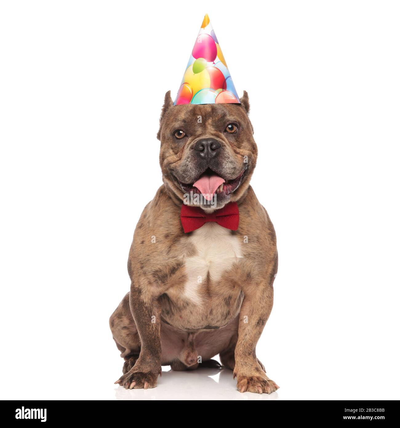 cute american bully wearing birthday hat and red bowtie, panting and ...