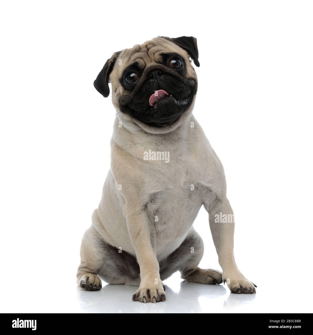 Pug smiling hi-res stock photography and images - Alamy