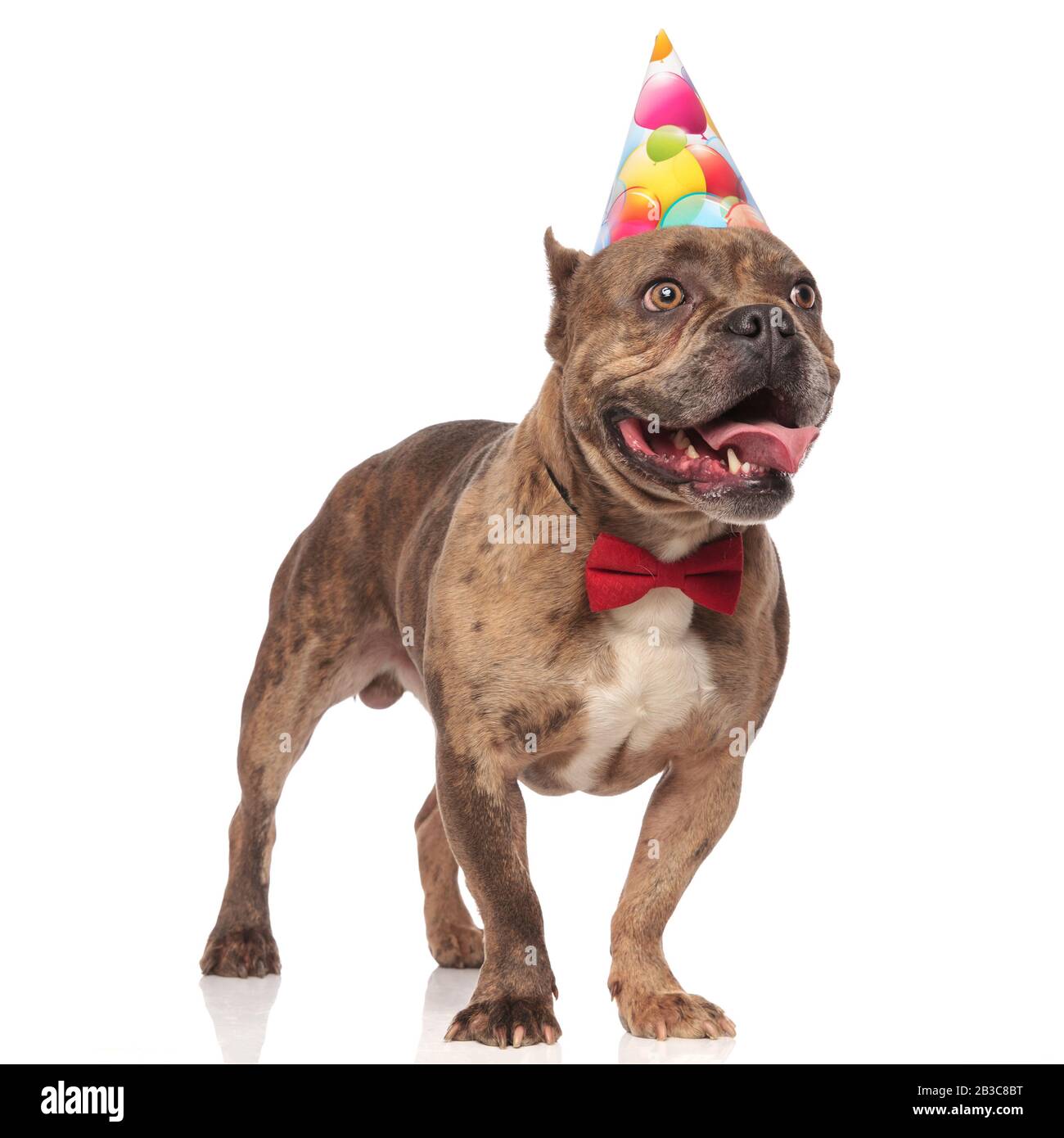 happy american bully wearing birthday party and red bowtie, panting and ...