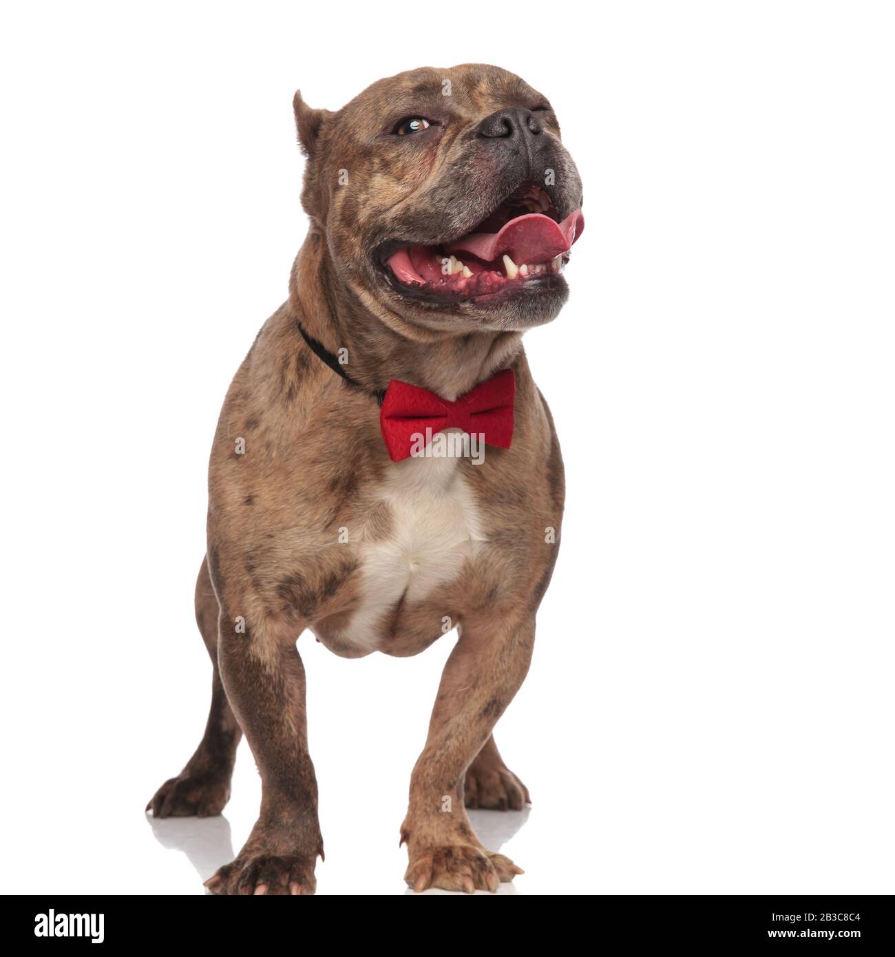 happy american bully wearing red bowtie, panting, sticking out tongue ...