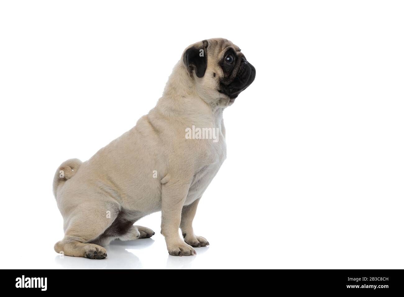 Side view of a curios pug looking forward while sitting down on white ...