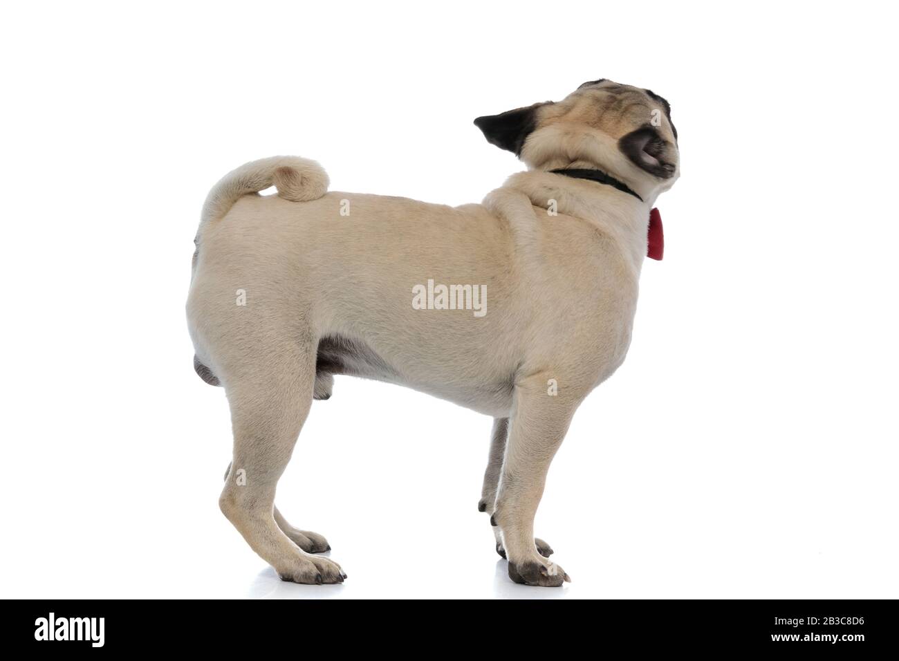 Side view of an eager pug wearing a red bowtie while looking up and ...