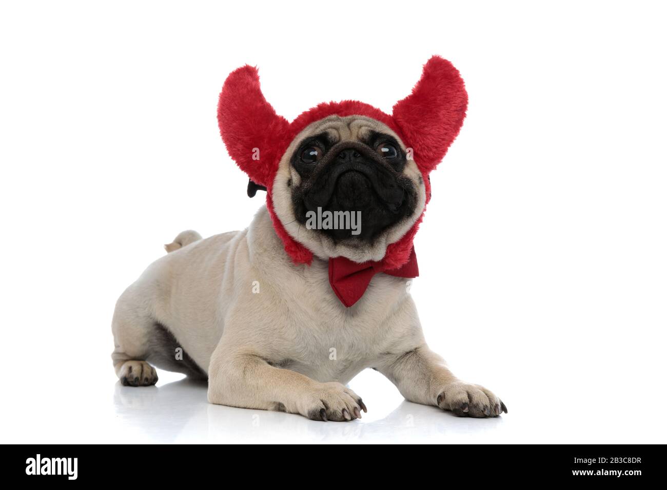 Adorable pug wearing a bow tie and devil horns while laying down on ...