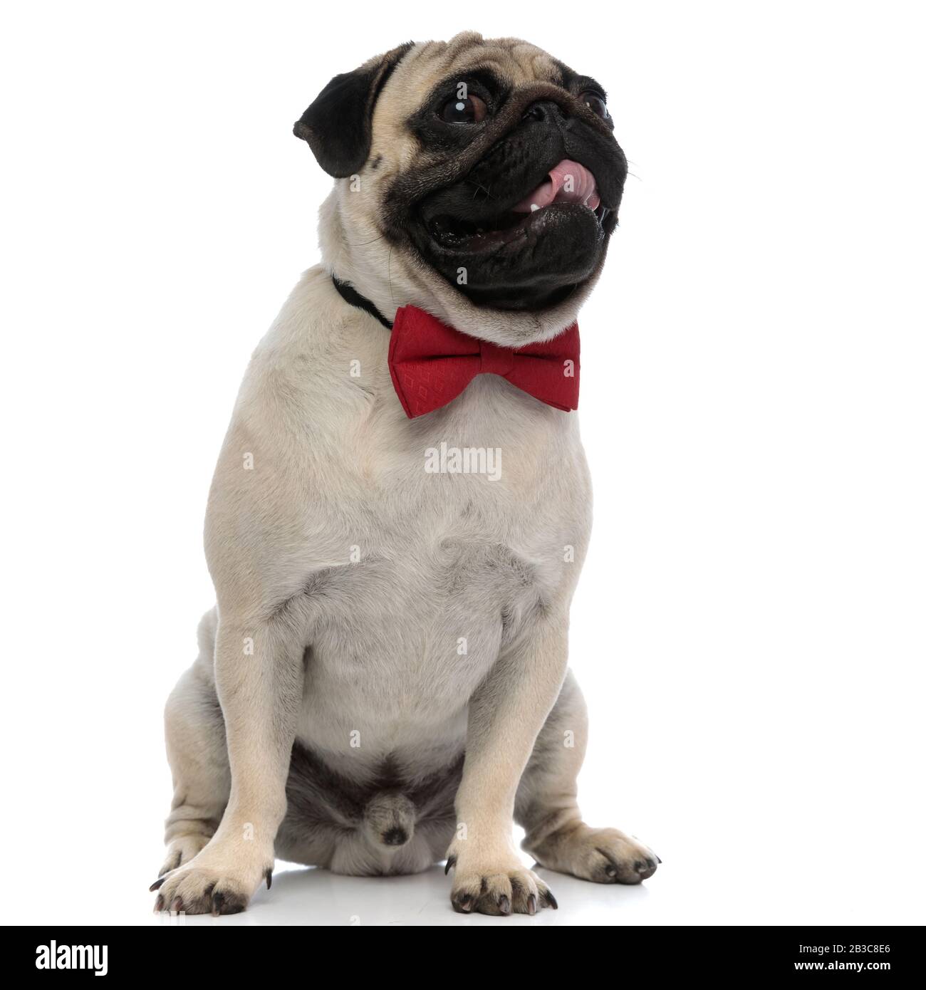 Charming pug panting and wearing an elegant red bowtie while sitting on ...