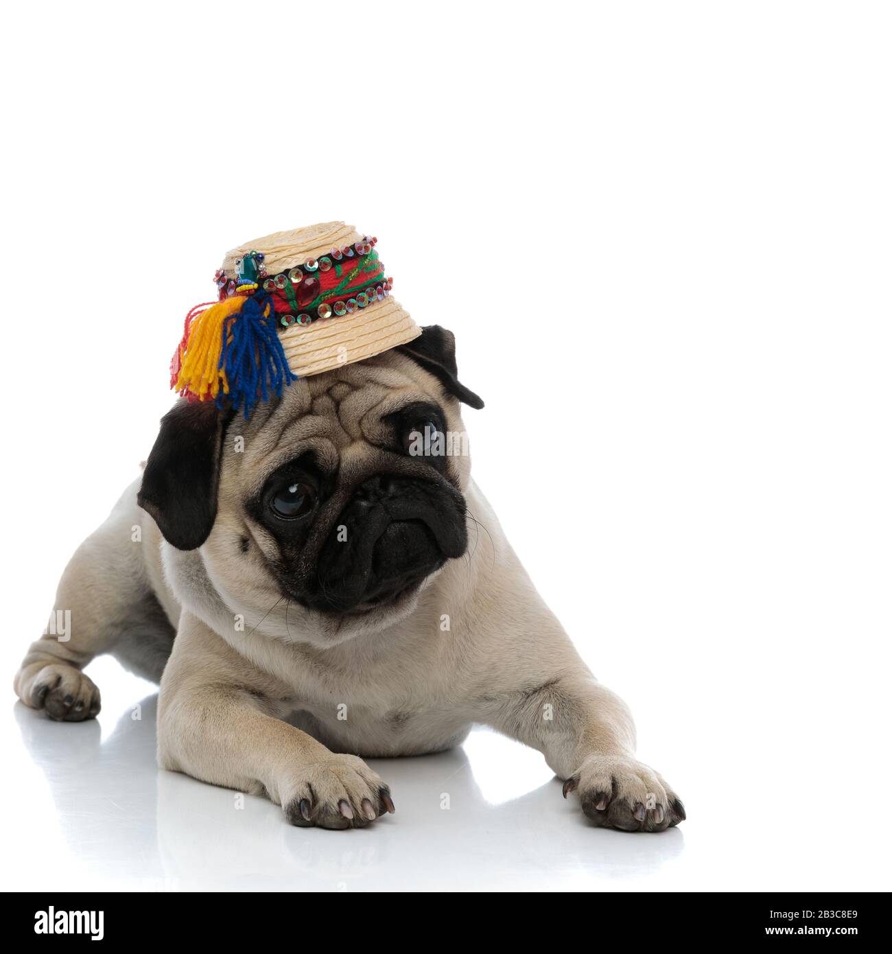 Confused pug looking away while wearing a traditional Romanian hat ...