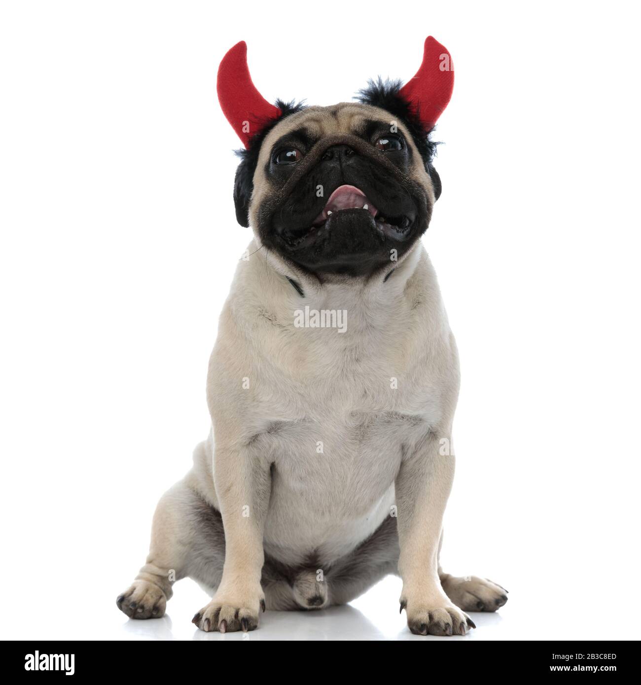Lovely pug wearing devil horns and panting while looking forward and ...