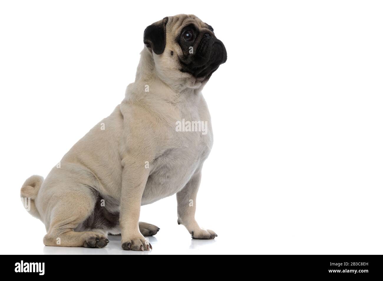 Side view of a dutiful pug looking forward and waiting while sitting on ...