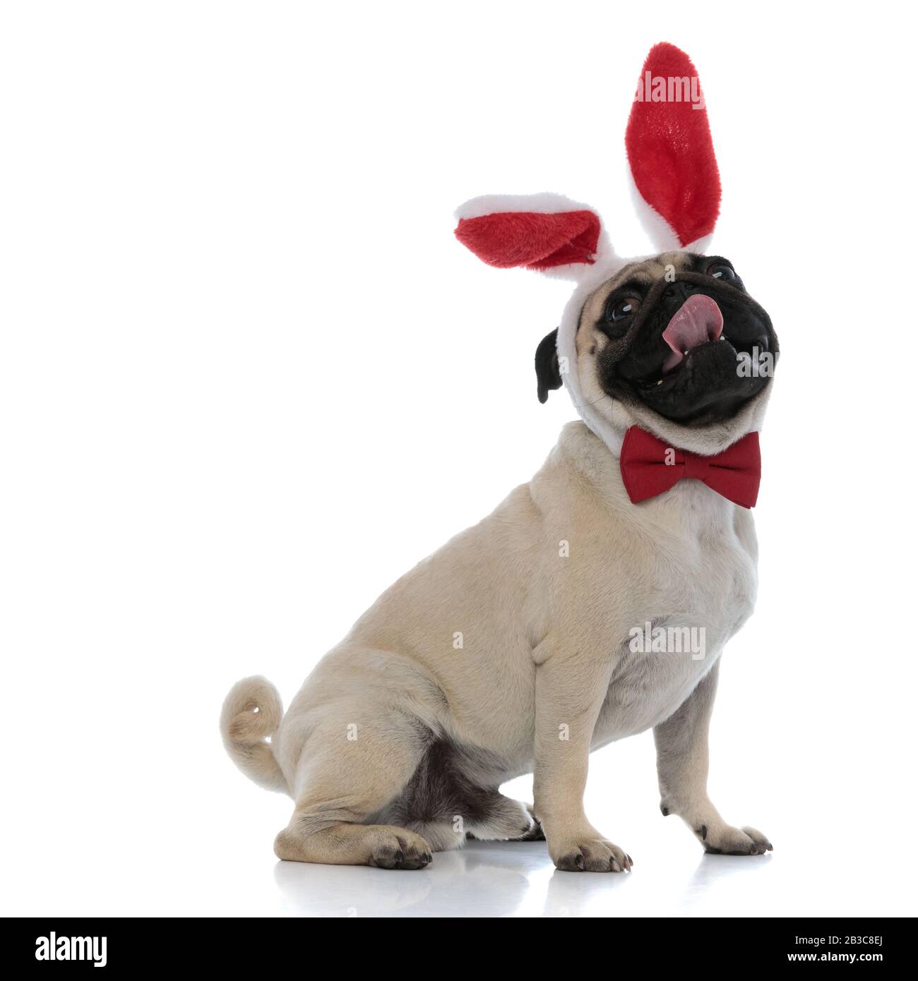 Side view of a cheerful pug looking up and panting while wearing bunny ...