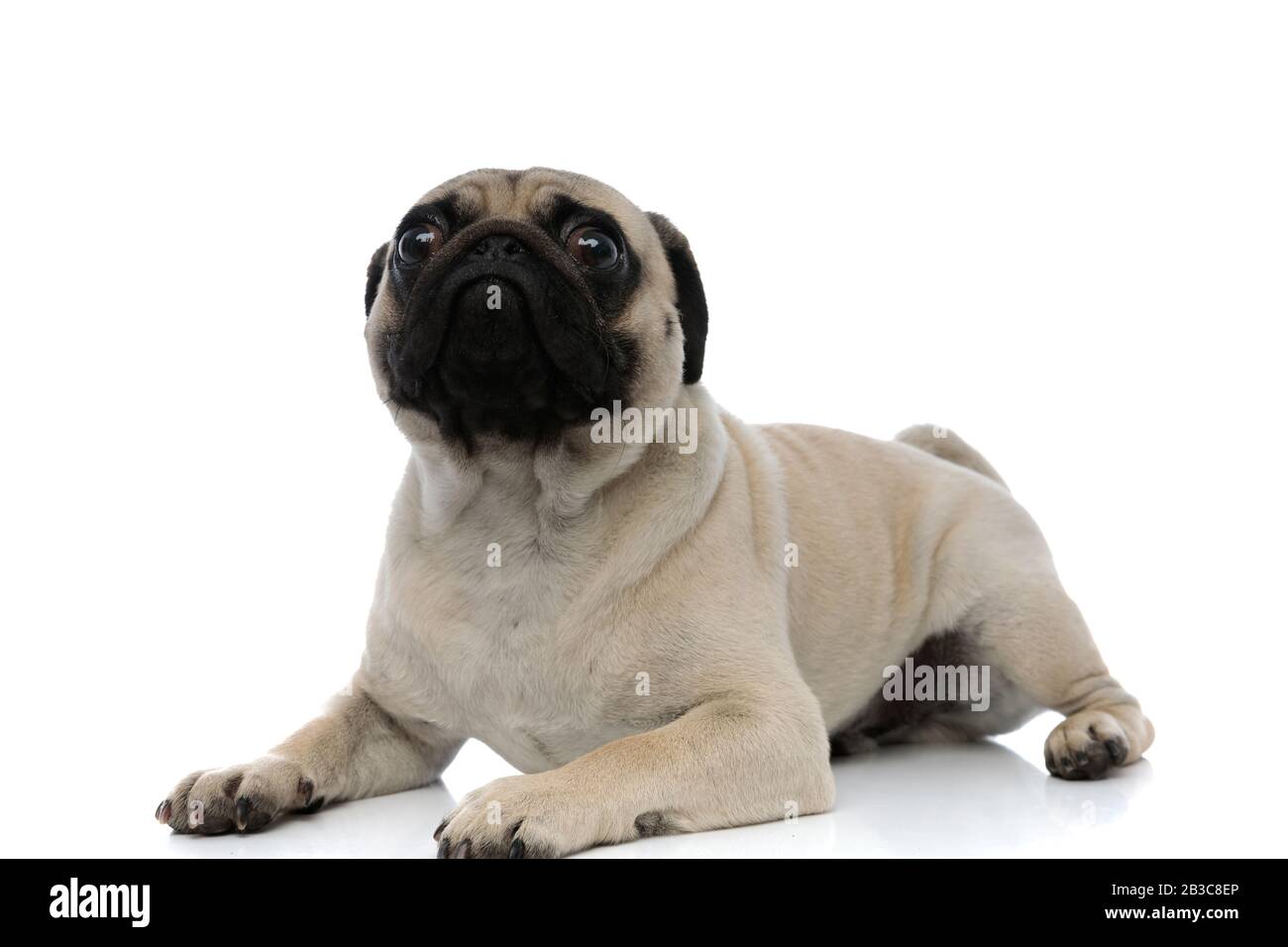 Scared pug looking forward frightened while laying down on white studio ...