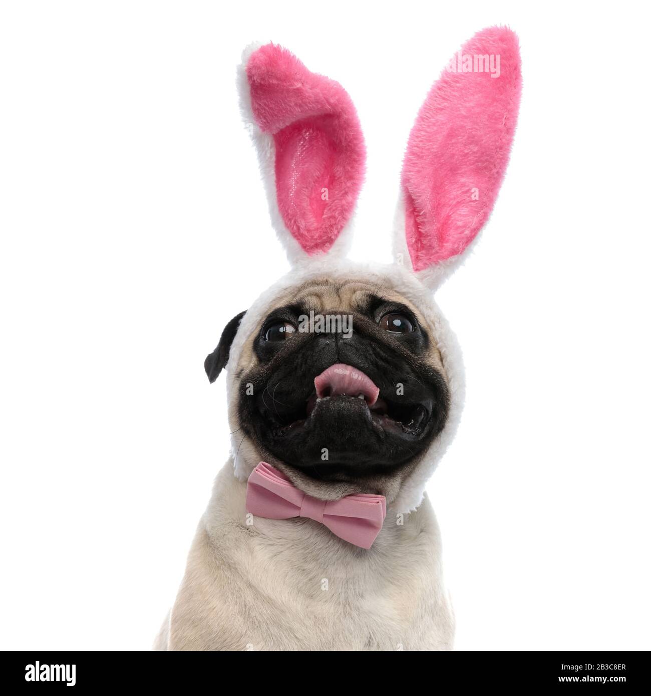 Clumsy pug panting while wearing pink bowtie and bunny ears, sitting on ...