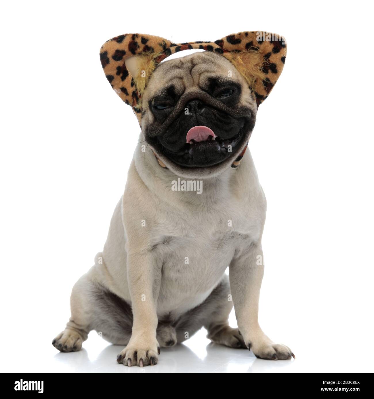 Sleepy pug panting and wearing a headband with cheetah ears while ...