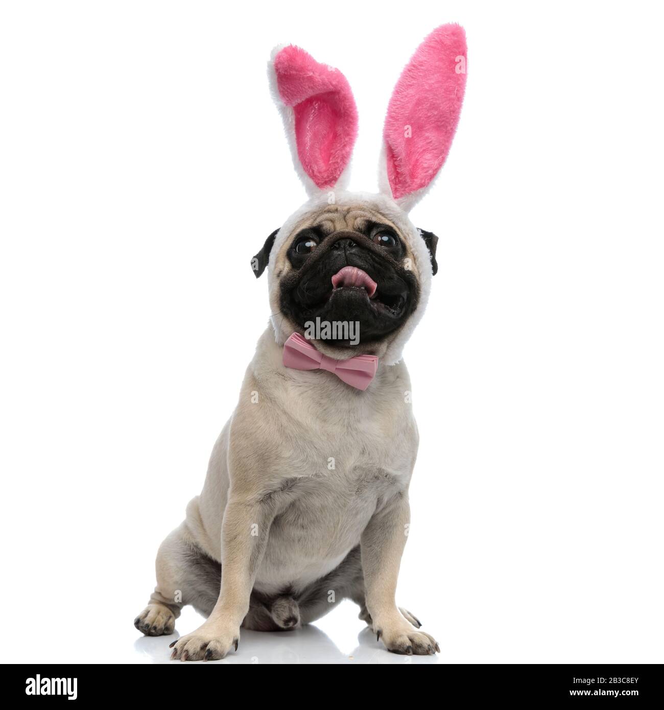 Lovely pug wearing pink bunny ears and bowtie while panting and sitting ...