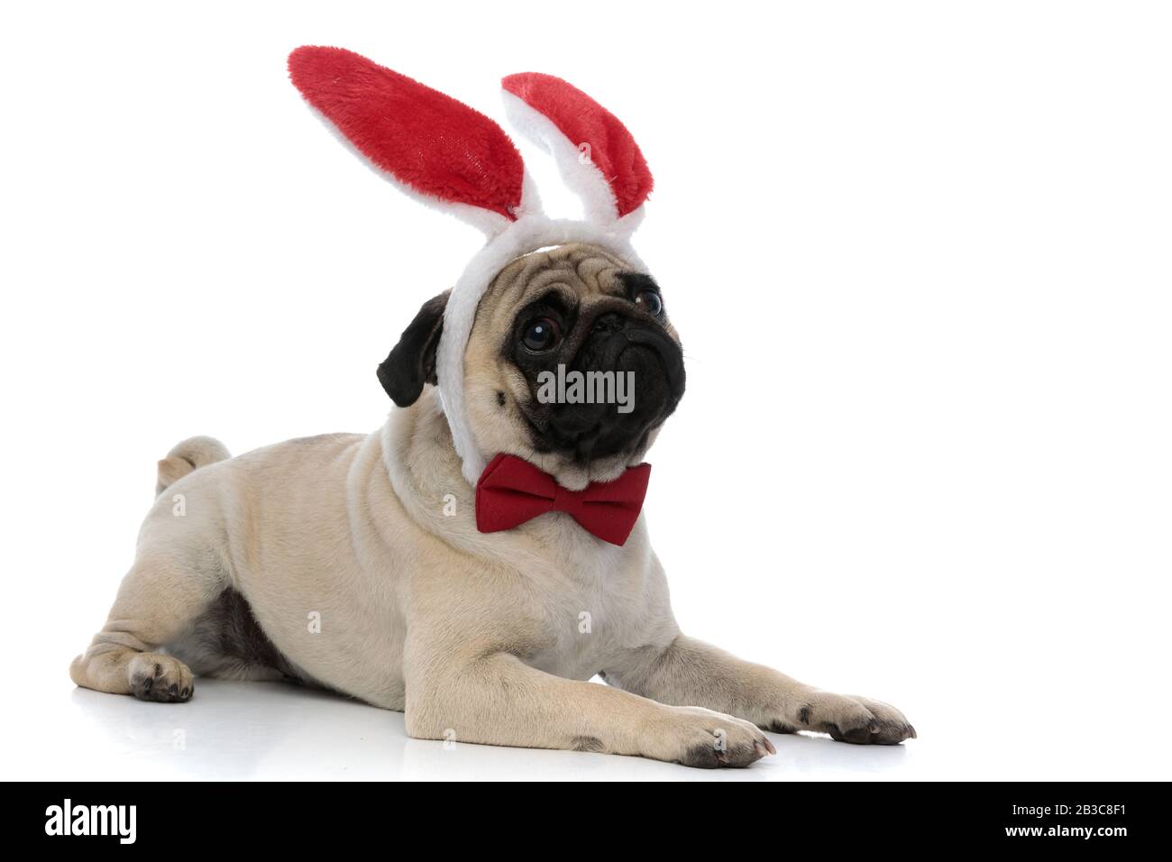 Sad pug wearing bunny ears and a red bow tie while looking away and ...