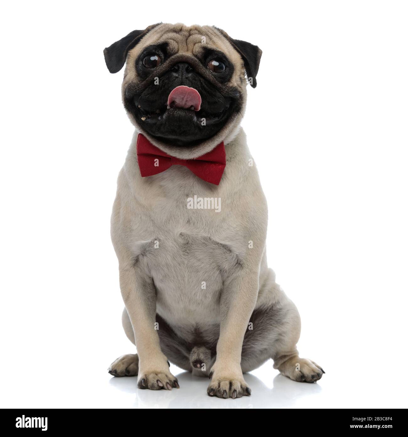 Adorable pug panting while wearing a red bowtie and sitting on white ...