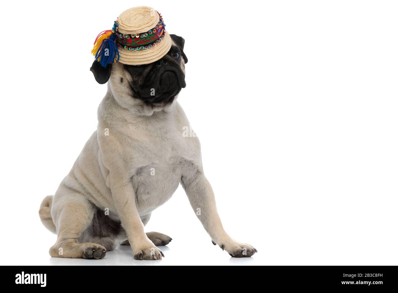 Upset pug wearing a traditional romanian hat and looking away while ...